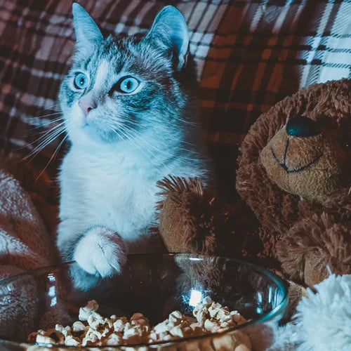 Die Top 10 Filme, in denen eine Katze mitspielt –perfekt für Katzenlie